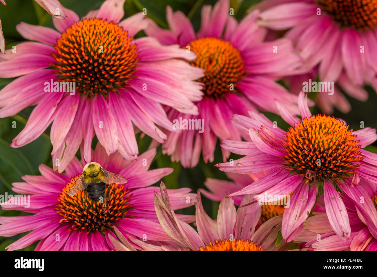 Bee working hard to get the objective Stock Photo - Alamy