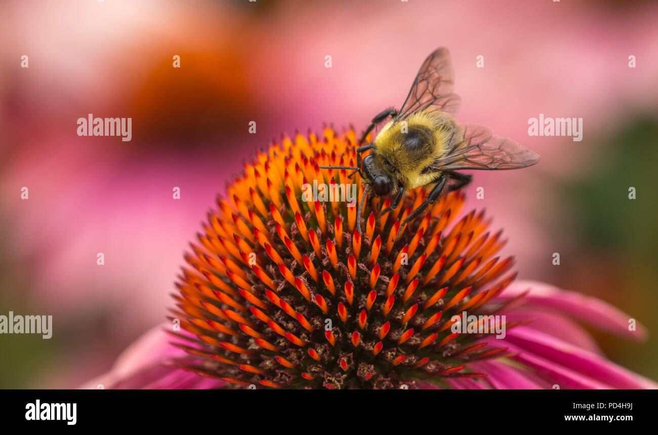 Insect working hard hi-res stock photography and images - Alamy