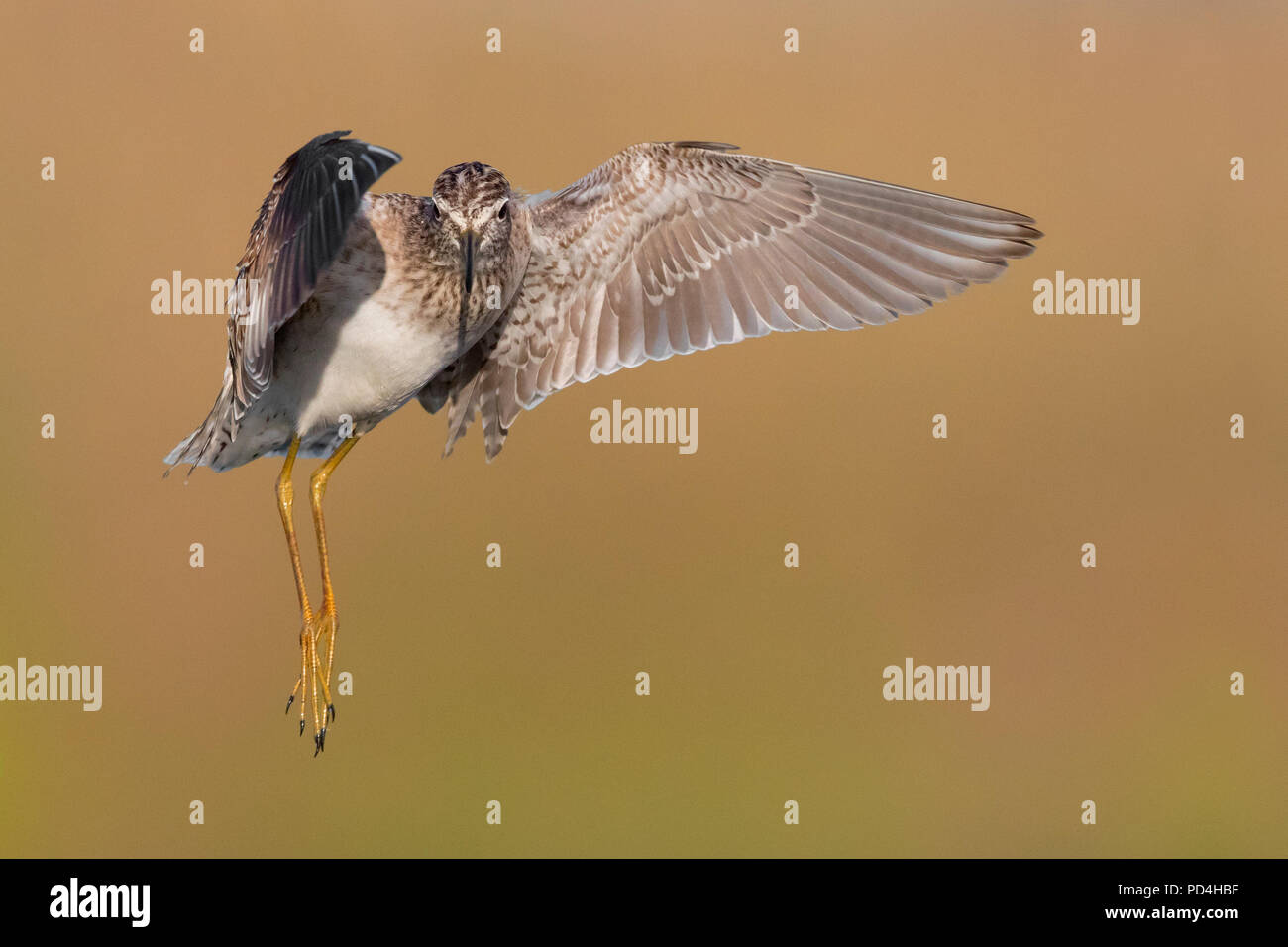 Wood Sandpiper (Tringa glareola), adult in flight Stock Photo - Alamy