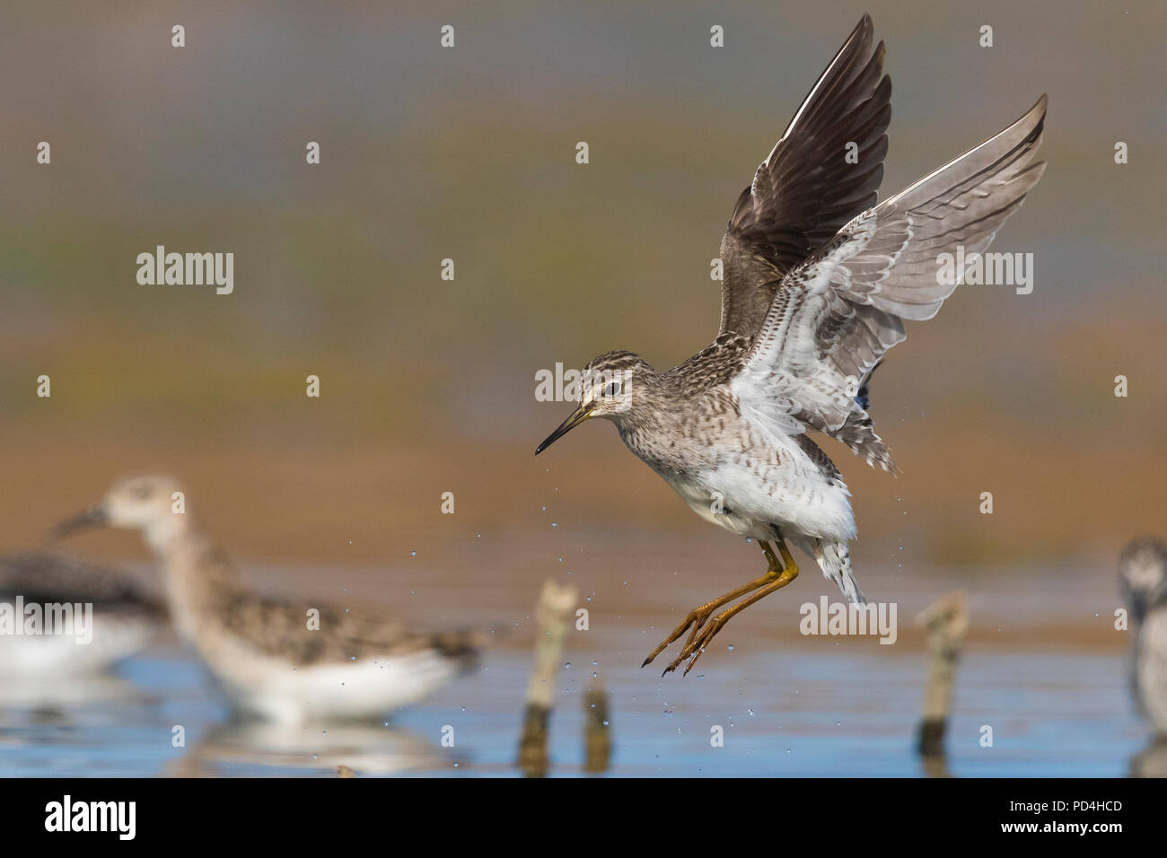 Wood sandpiper flying hi-res stock photography and images - Alamy