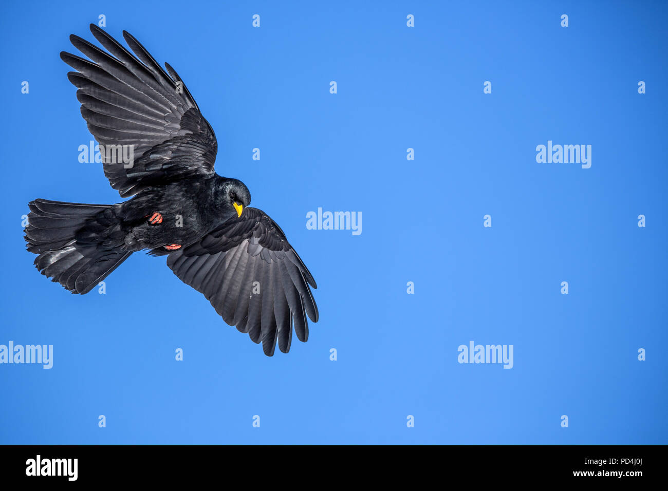 Chough bird hi-res stock photography and images - Alamy