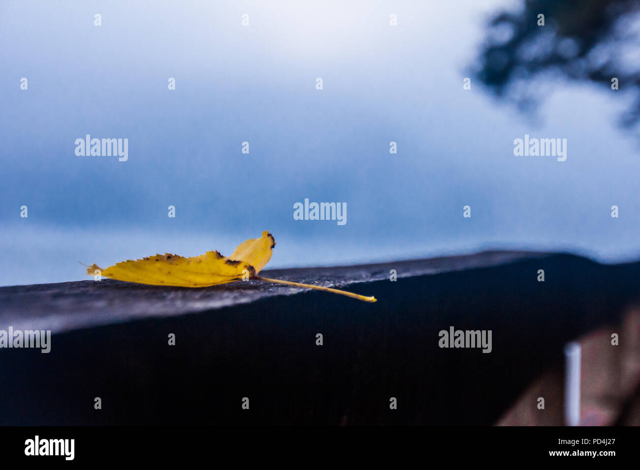 Moody leaf hi-res stock photography and images - Alamy