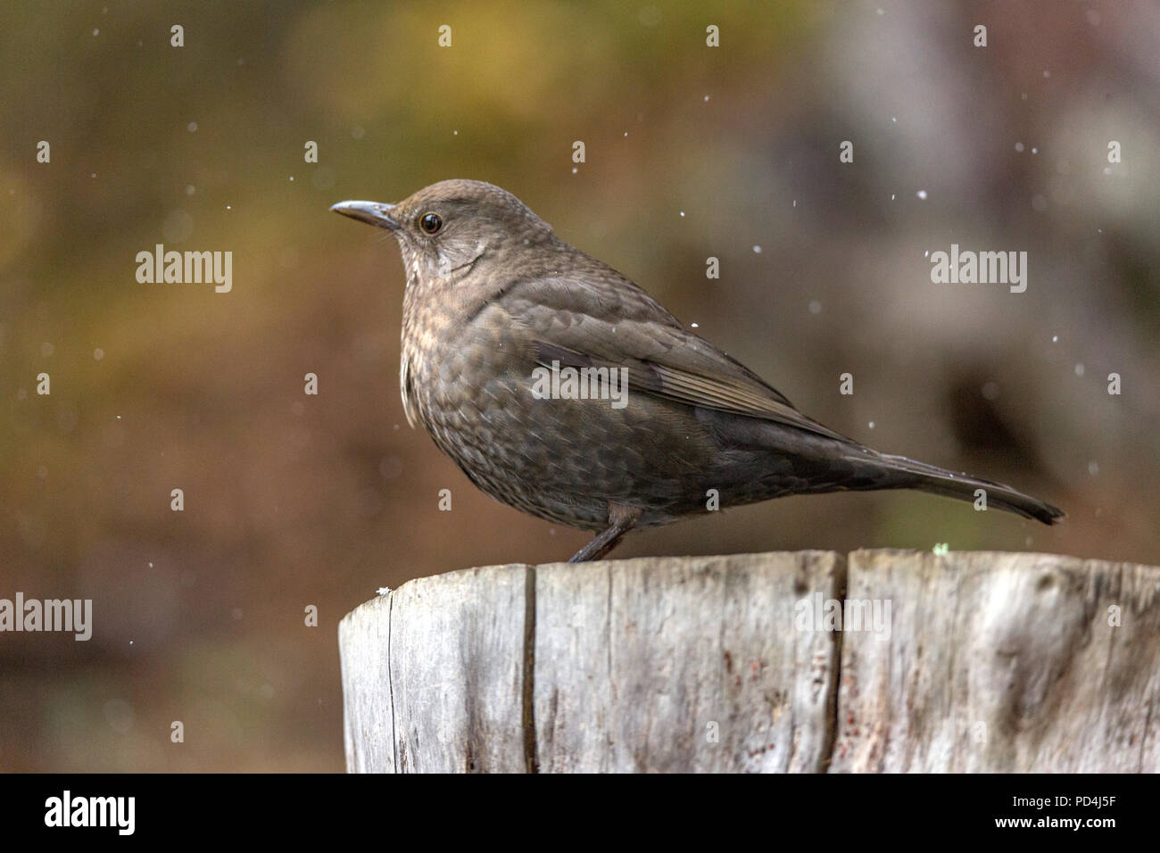Turdus merula, Bird, Animal, Switzerland, Common blackbird Stock Photo ...