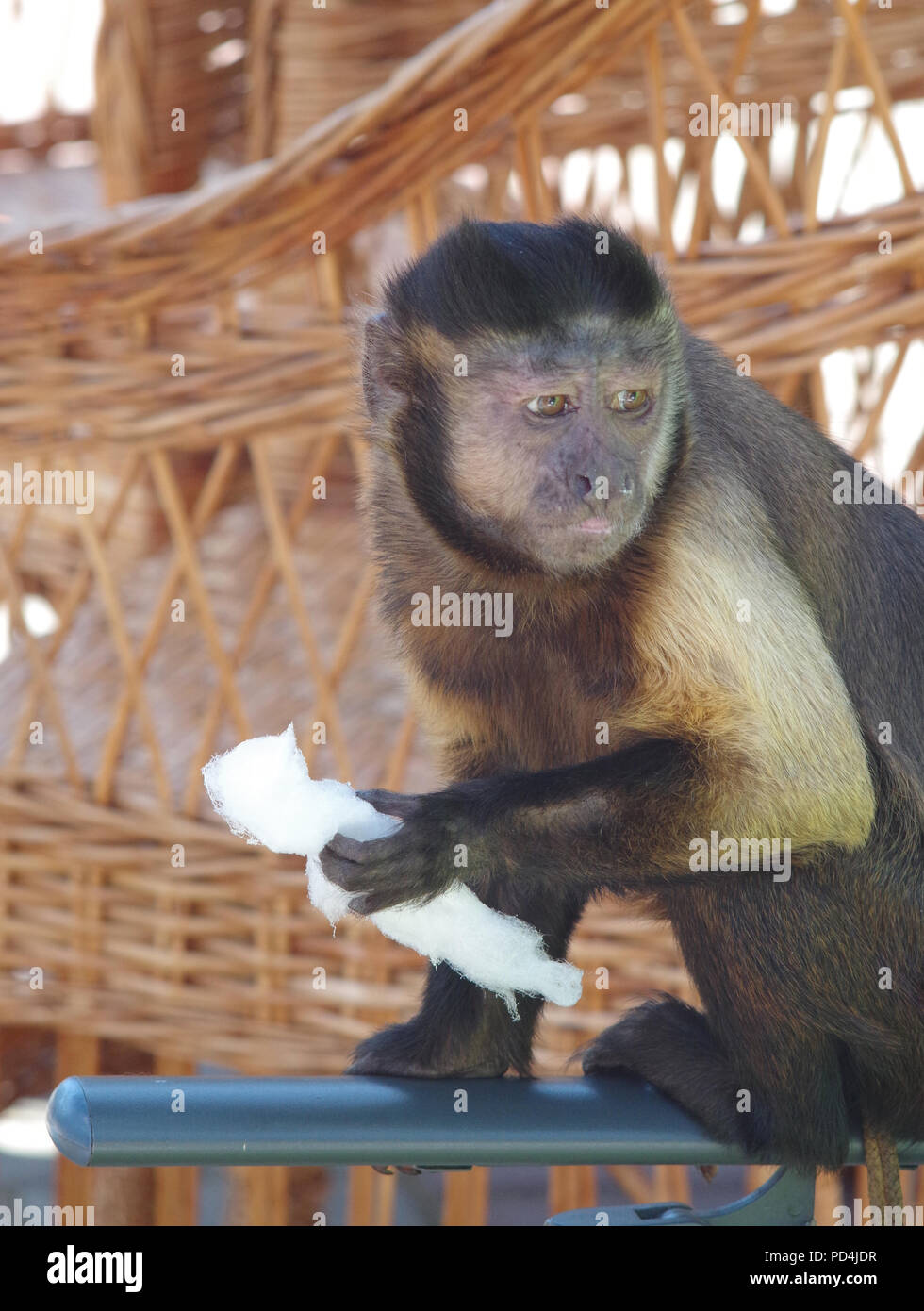 Monkey candy hi-res stock photography and images - Alamy
