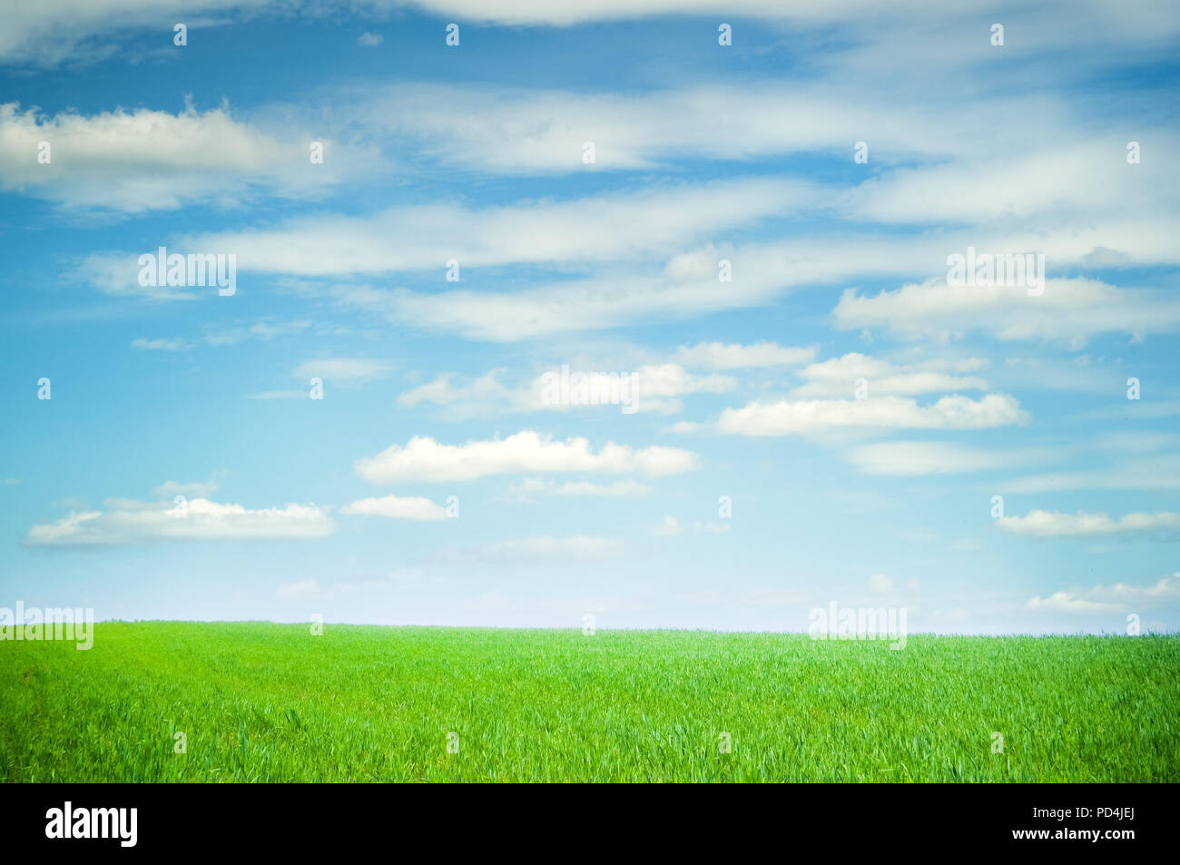 Beatiful morning green field with blue heaven Stock Photo - Alamy