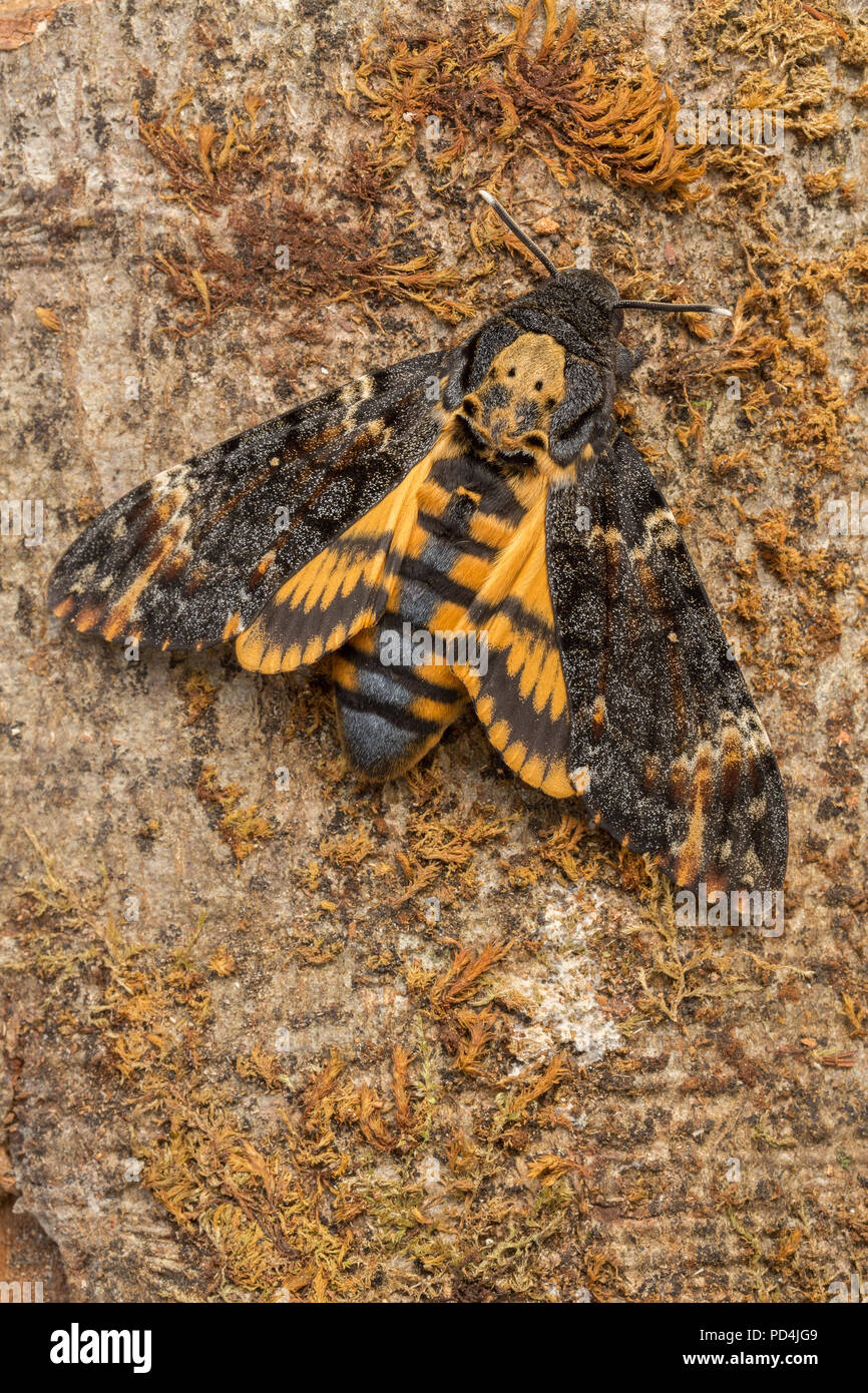 Acherontia atropos, Animal, Insect, Moth, Hawk Moth, Switzerland ...