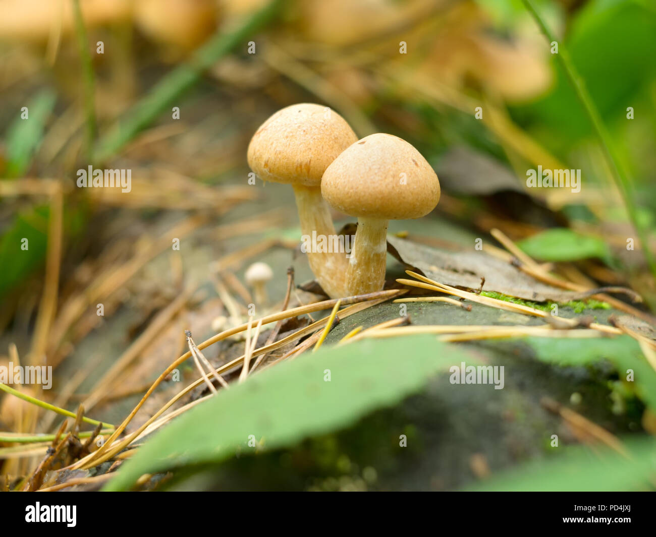 Cute mushrooms hi-res stock photography and images - Alamy
