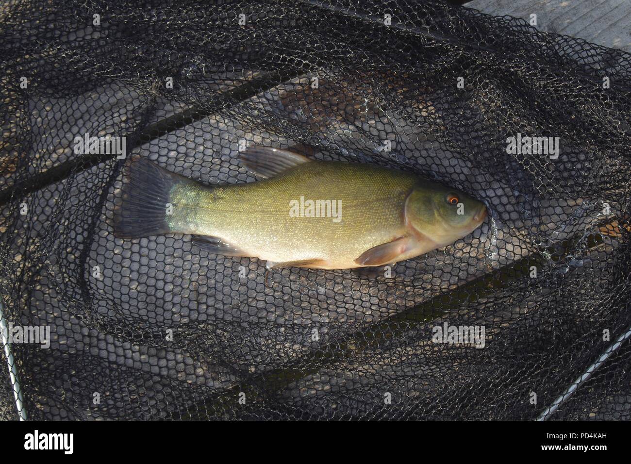Tench fish hi-res stock photography and images - Alamy