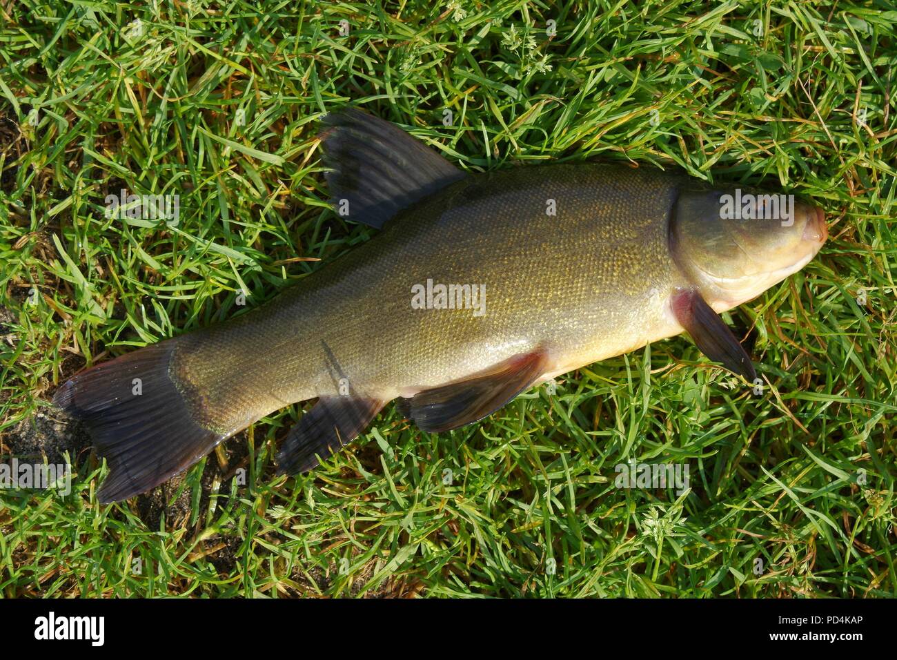 Doctor fish hi-res stock photography and images - Alamy