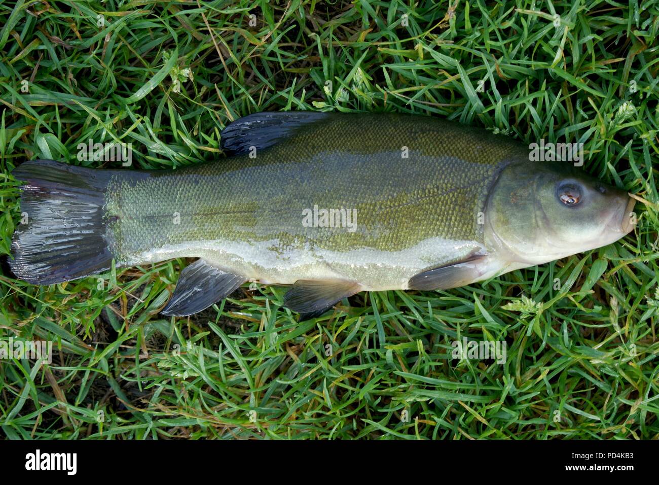 Tench fish hi-res stock photography and images - Alamy