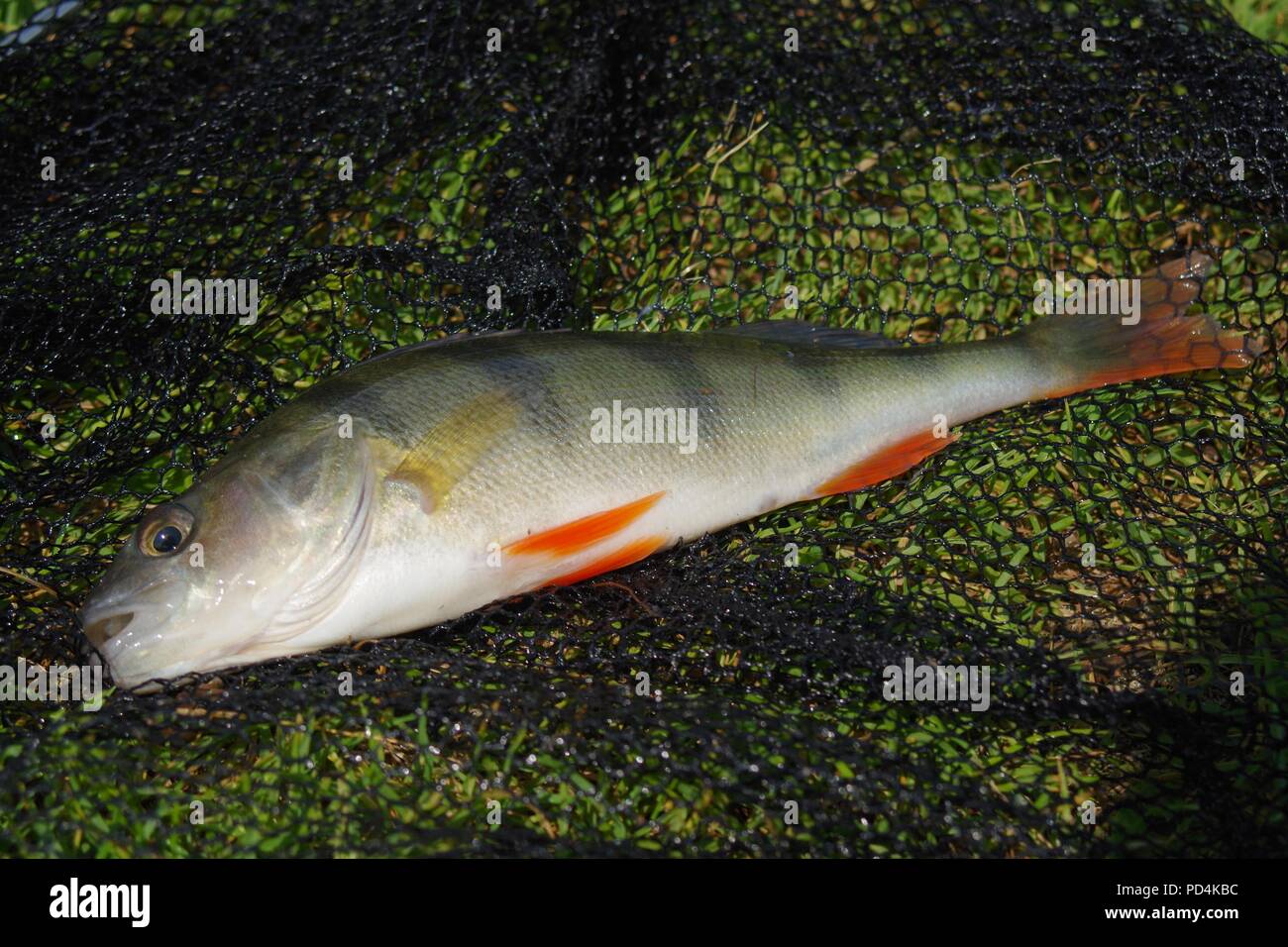 Redfin perch hi-res stock photography and images - Alamy