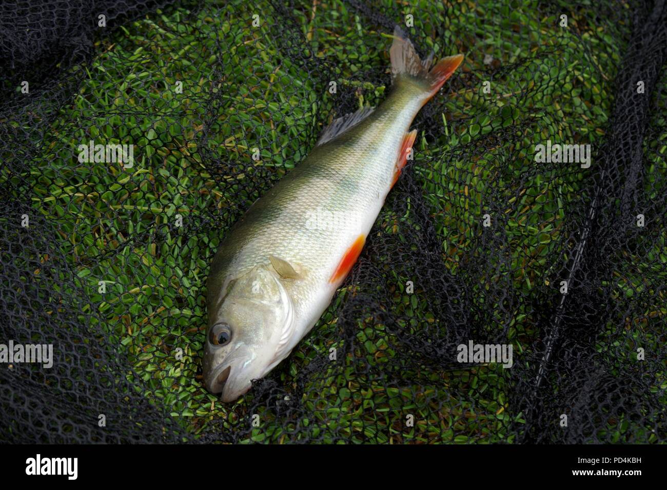 Redfin perch hi-res stock photography and images - Alamy