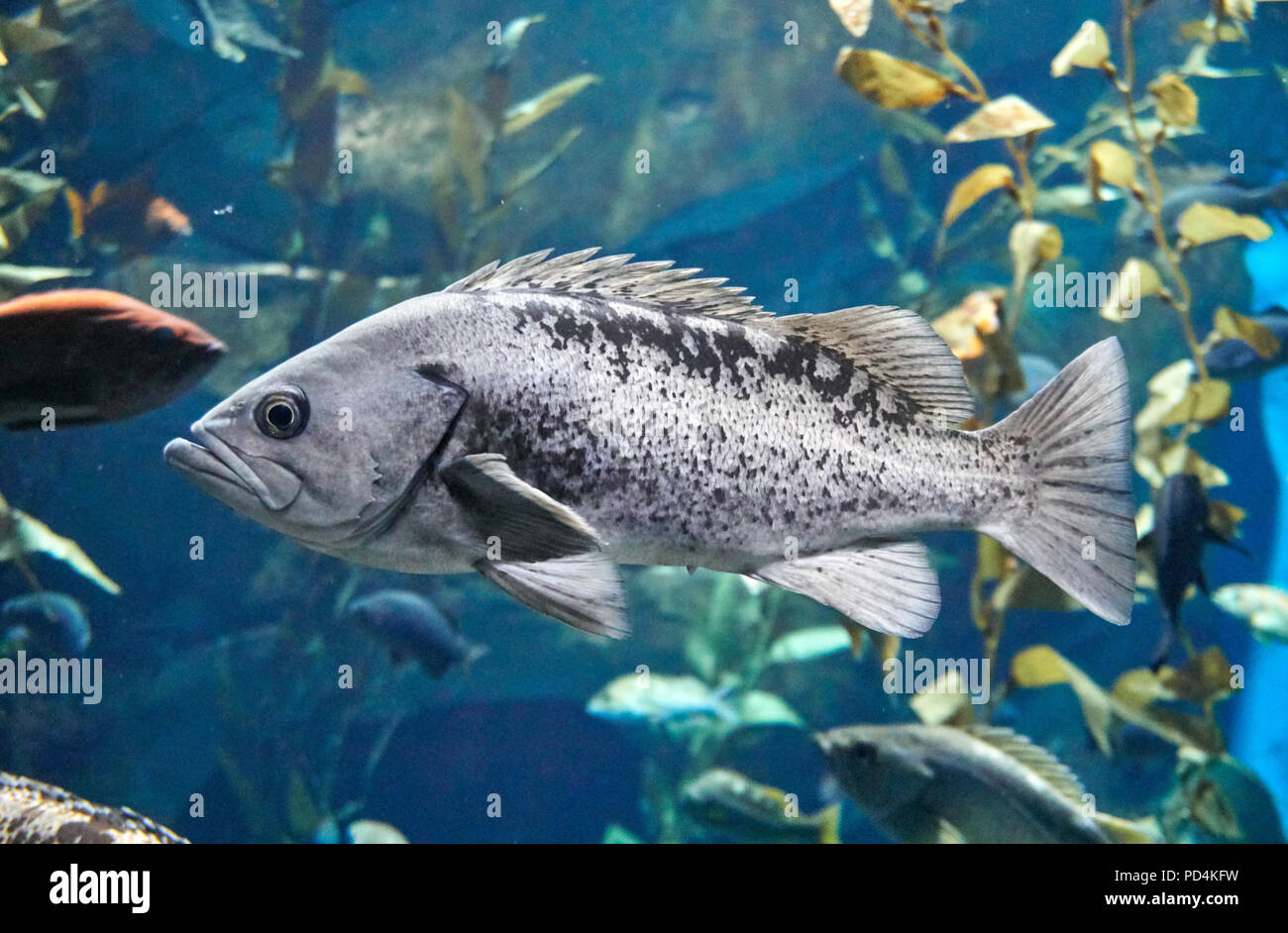 marine fish in Toronto Aquarium Stock Photo - Alamy