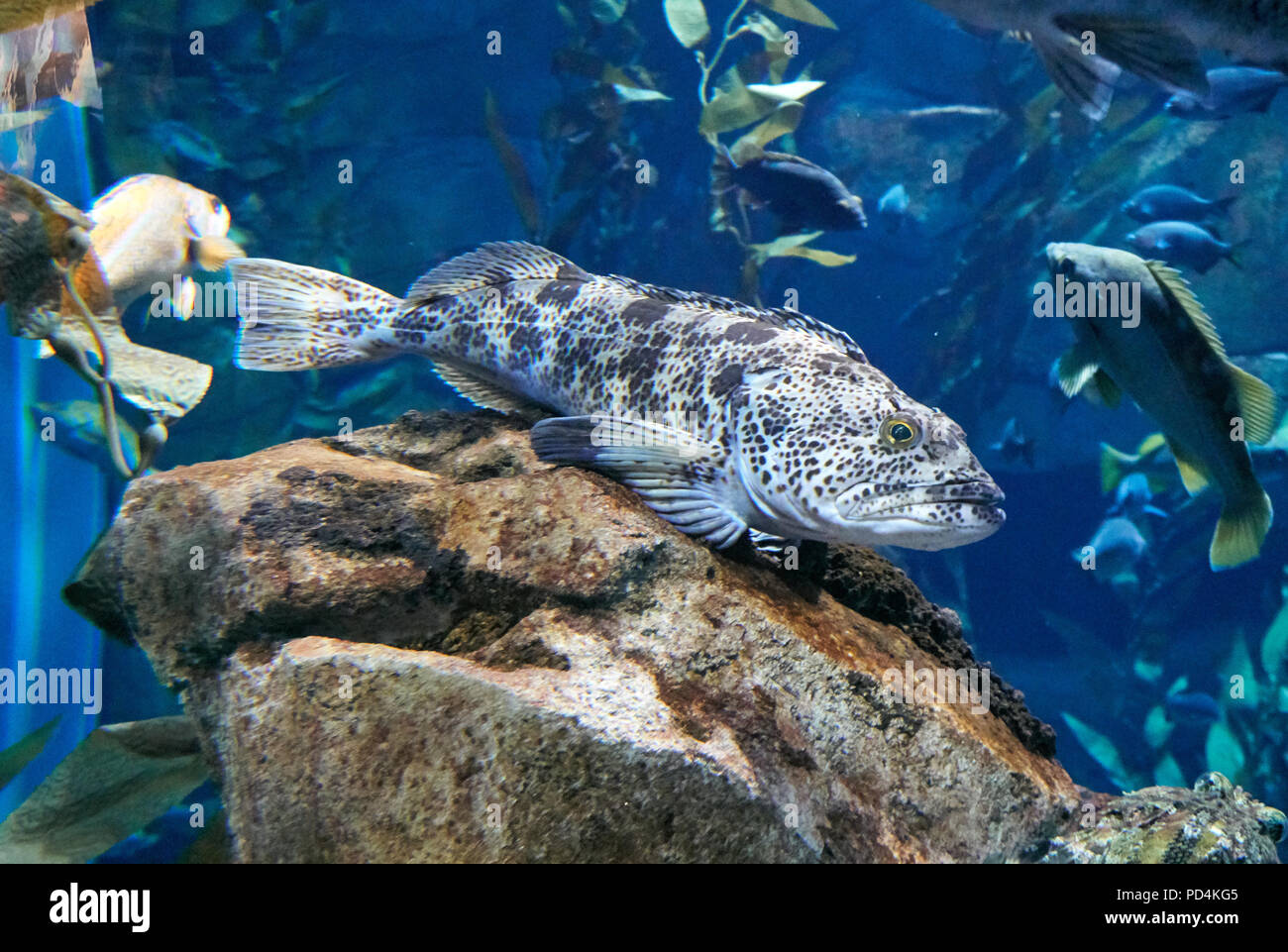 marine fish in Toronto Aquarium Stock Photo - Alamy