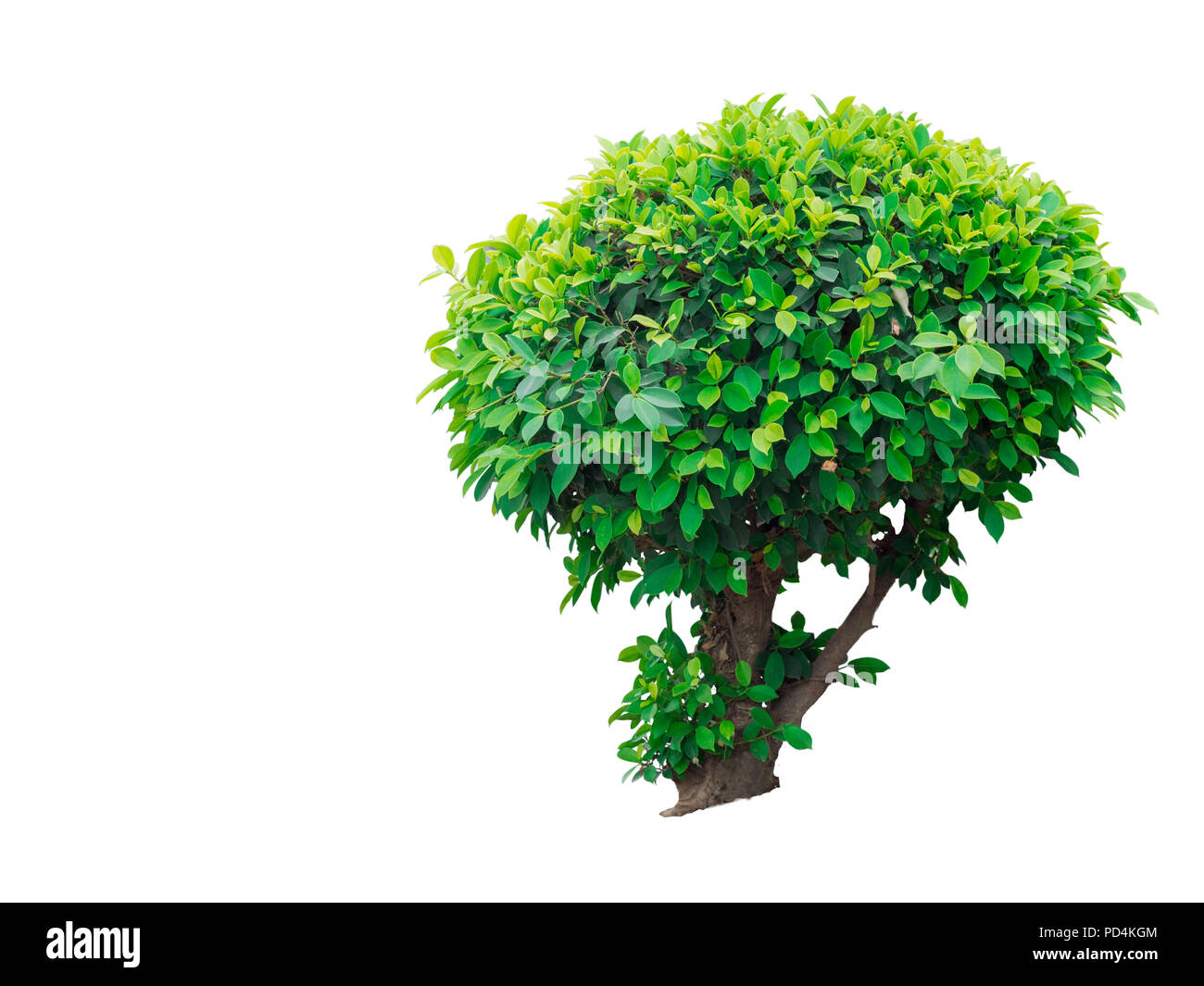 isolated small tree on white background Stock Photo - Alamy
