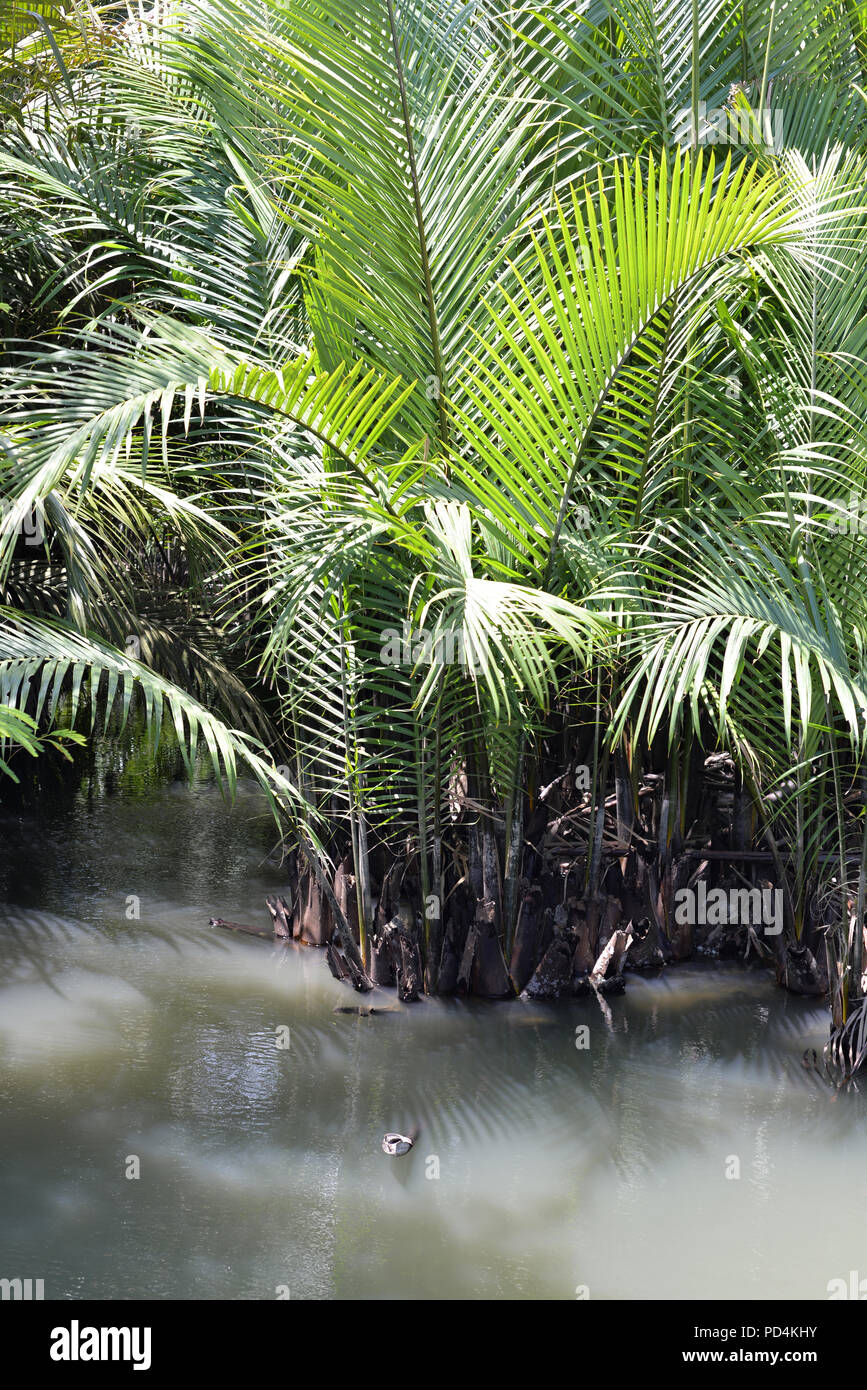 swamp in mindoro island philippines Stock Photo - Alamy