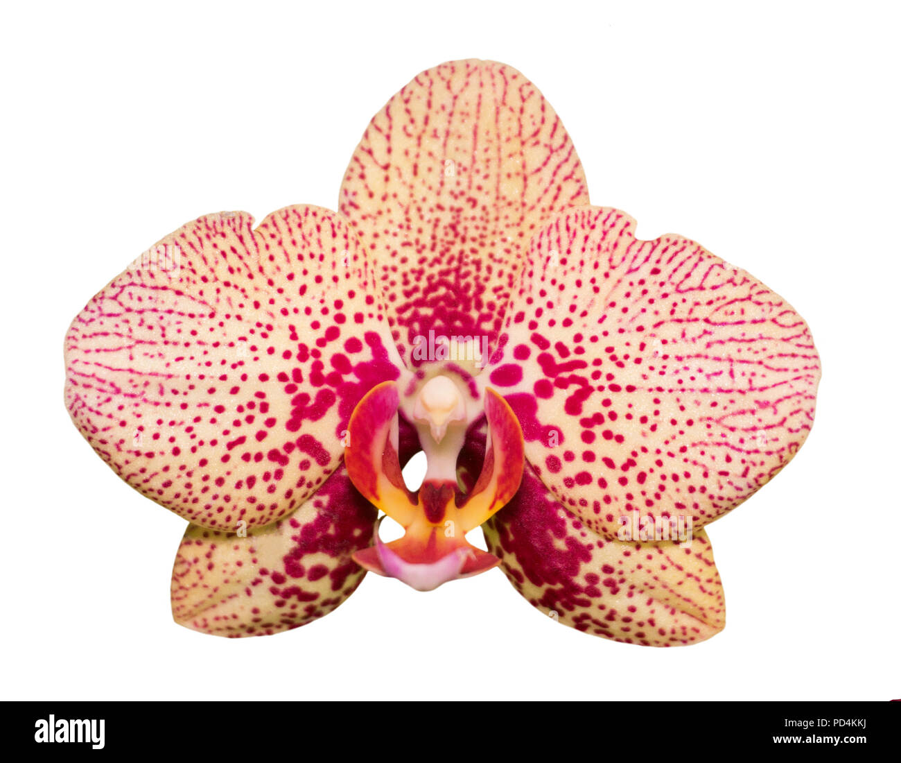 Red white spots hi-res stock photography and images - Alamy