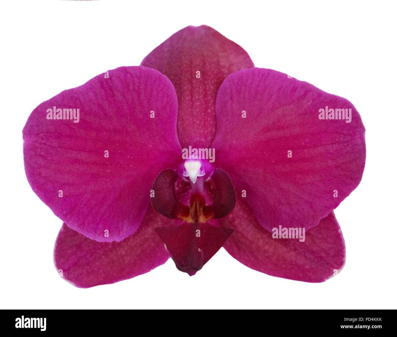 Purple-fuchsia phalaenopsis orchid Stock Photo - Alamy