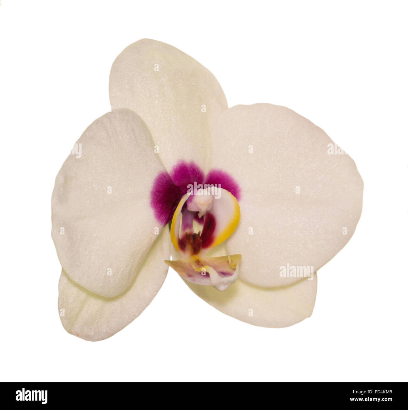 White phalaenopsis orchid isolated Cut Out Stock Images & Pictures - Alamy