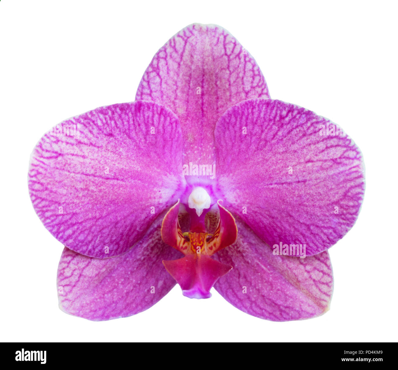 Orchird hi-res stock photography and images - Alamy