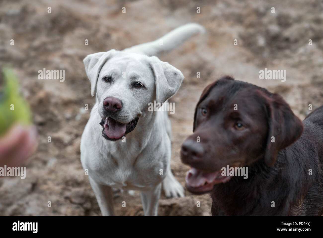 Cute drooling head hi-res stock photography and images - Alamy