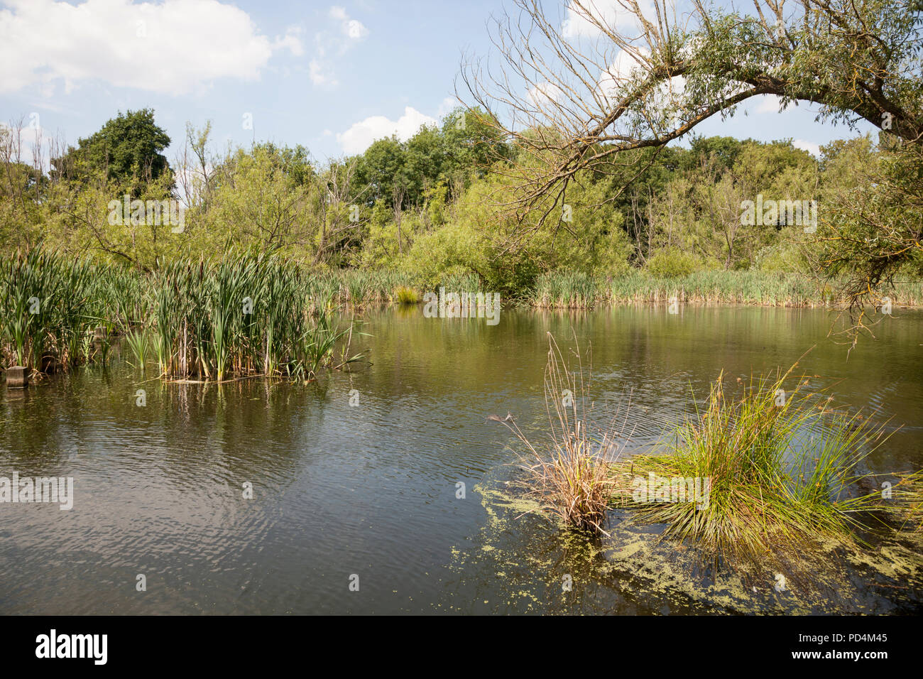 Lake area, Broxbourne, Lea Valley Country Park, UK Stock Photo - Alamy