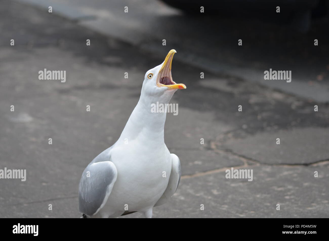 Gull looks at camera hi-res stock photography and images - Alamy