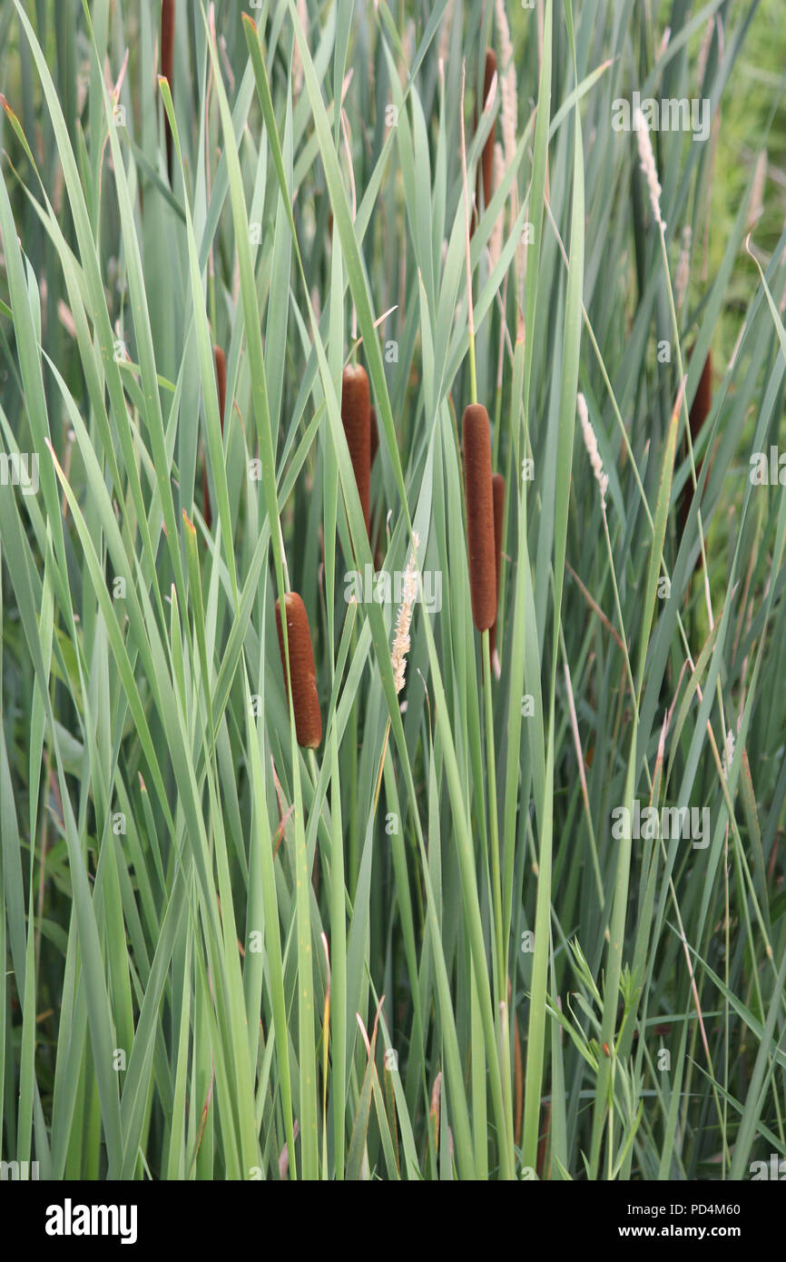 Cattail stalks (Typha latifolia) with both male (yellow) and female ...