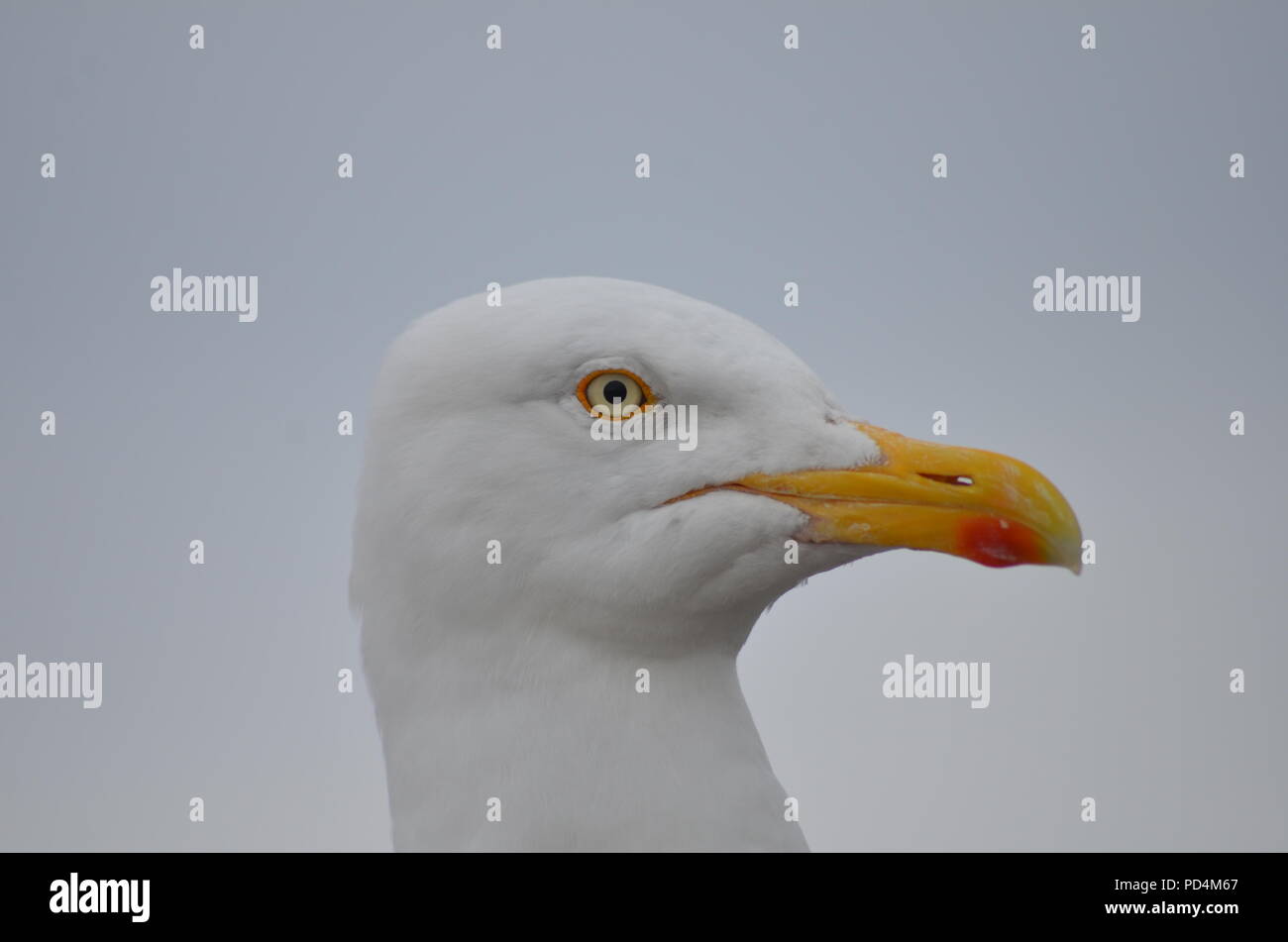 Gull looks at camera hi-res stock photography and images - Alamy