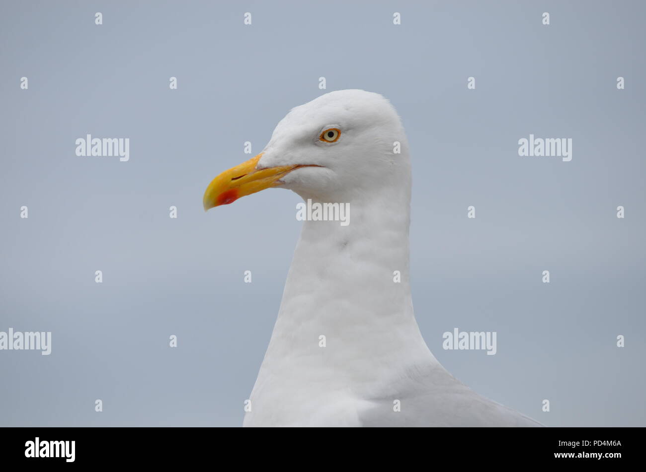 Gull looks at camera hi-res stock photography and images - Alamy