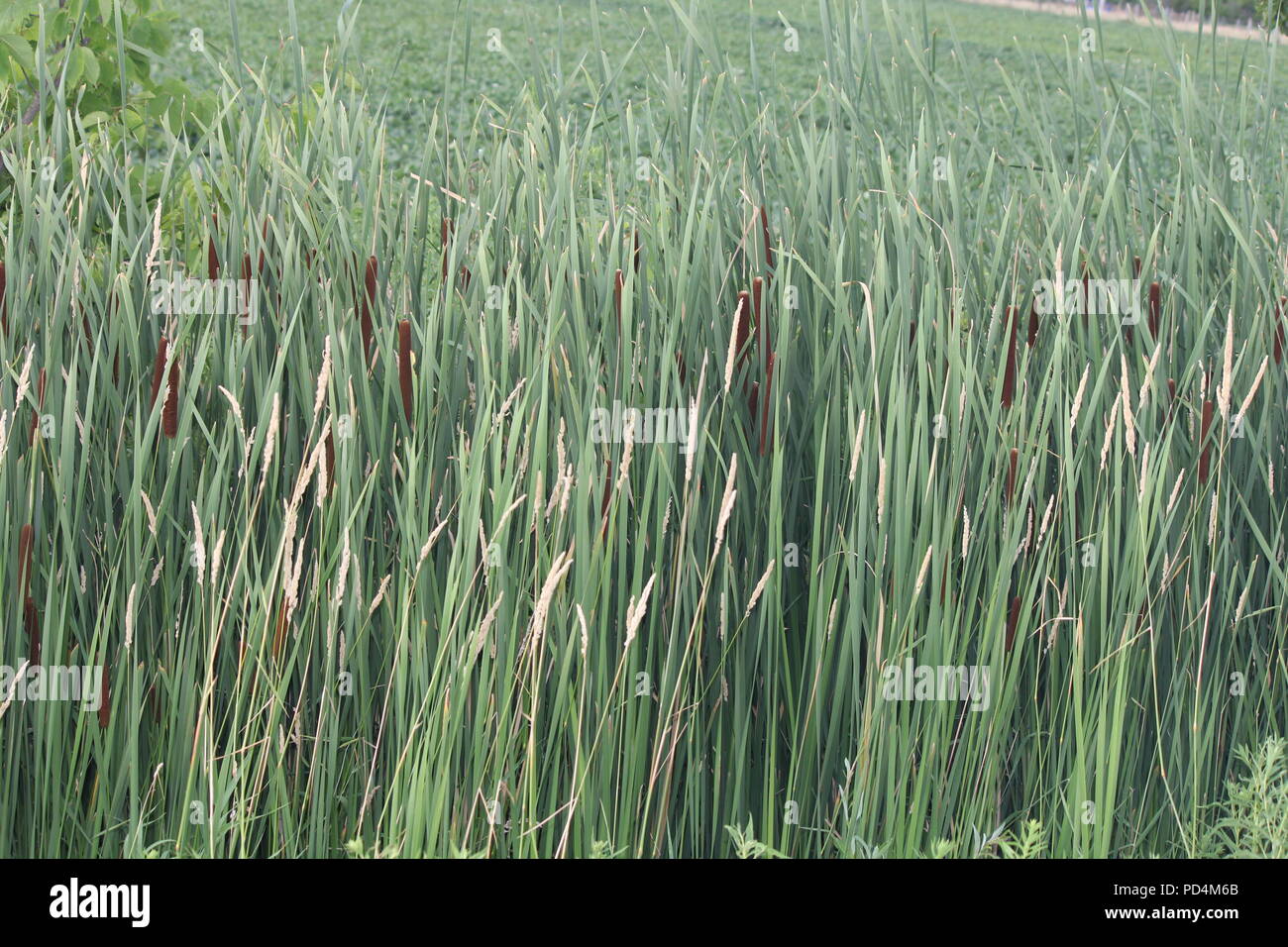 Cattail parts hi-res stock photography and images - Alamy