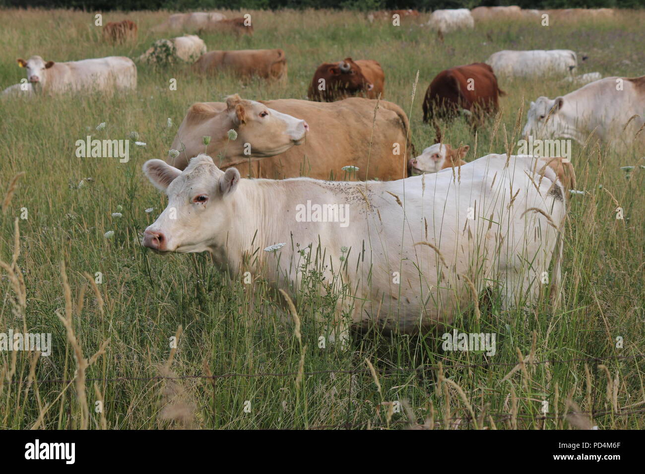 . Little group of cows in a small field of tall grasses Stock Photo - Alamy