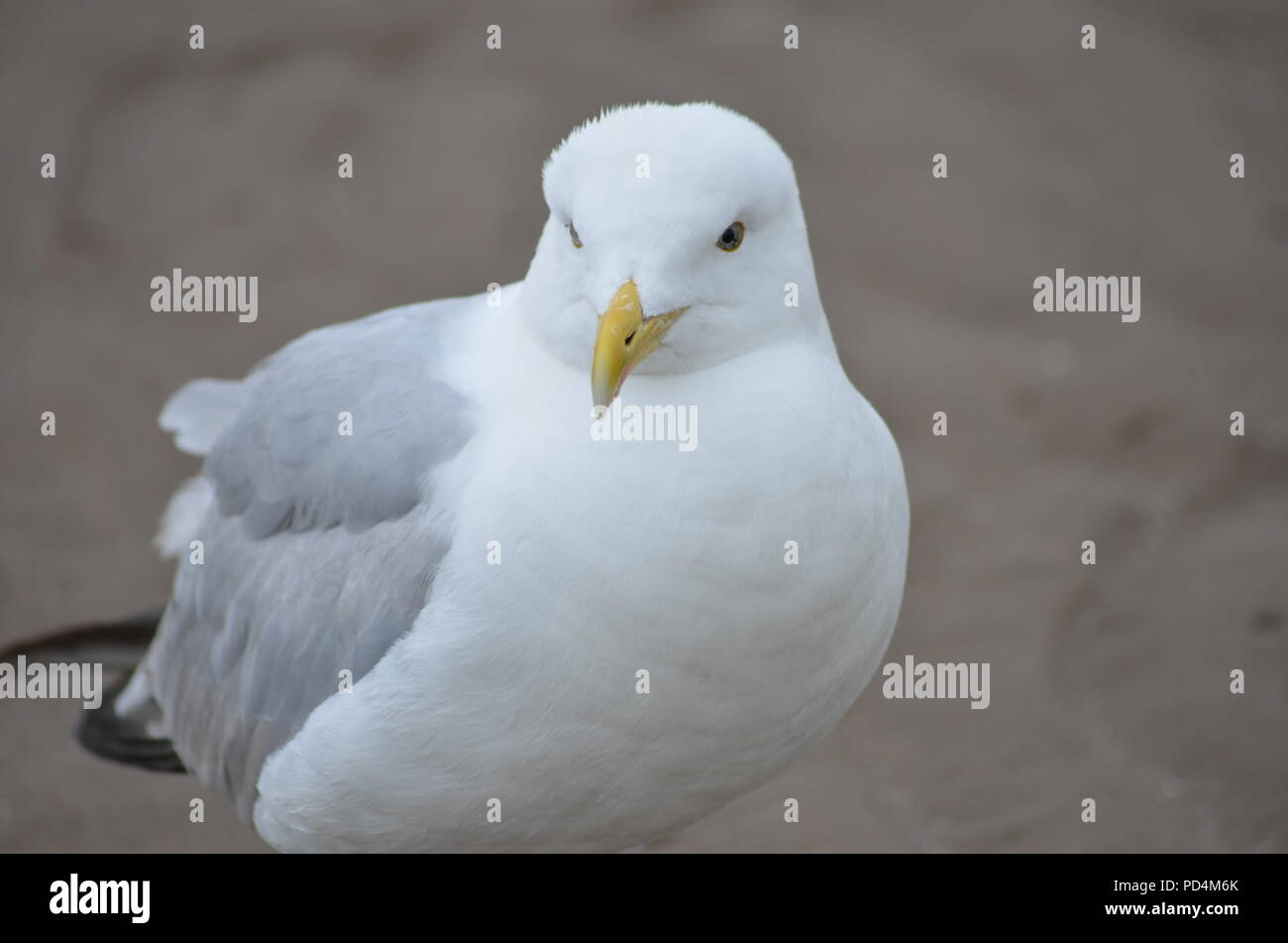 Gull looks at camera hi-res stock photography and images - Alamy