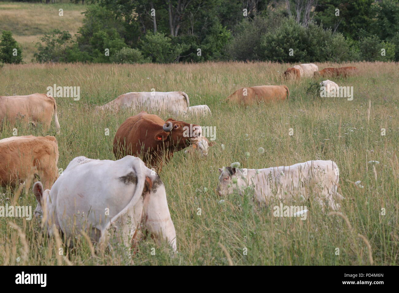 . Little group of cows in a small field of tall grasses Stock Photo - Alamy