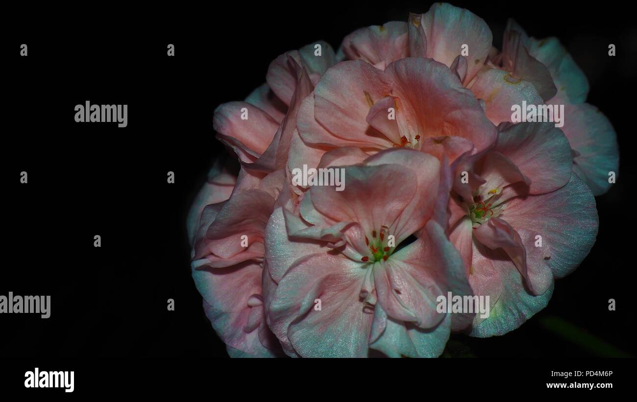 Midnight wallpaper hi-res stock photography and images - Alamy