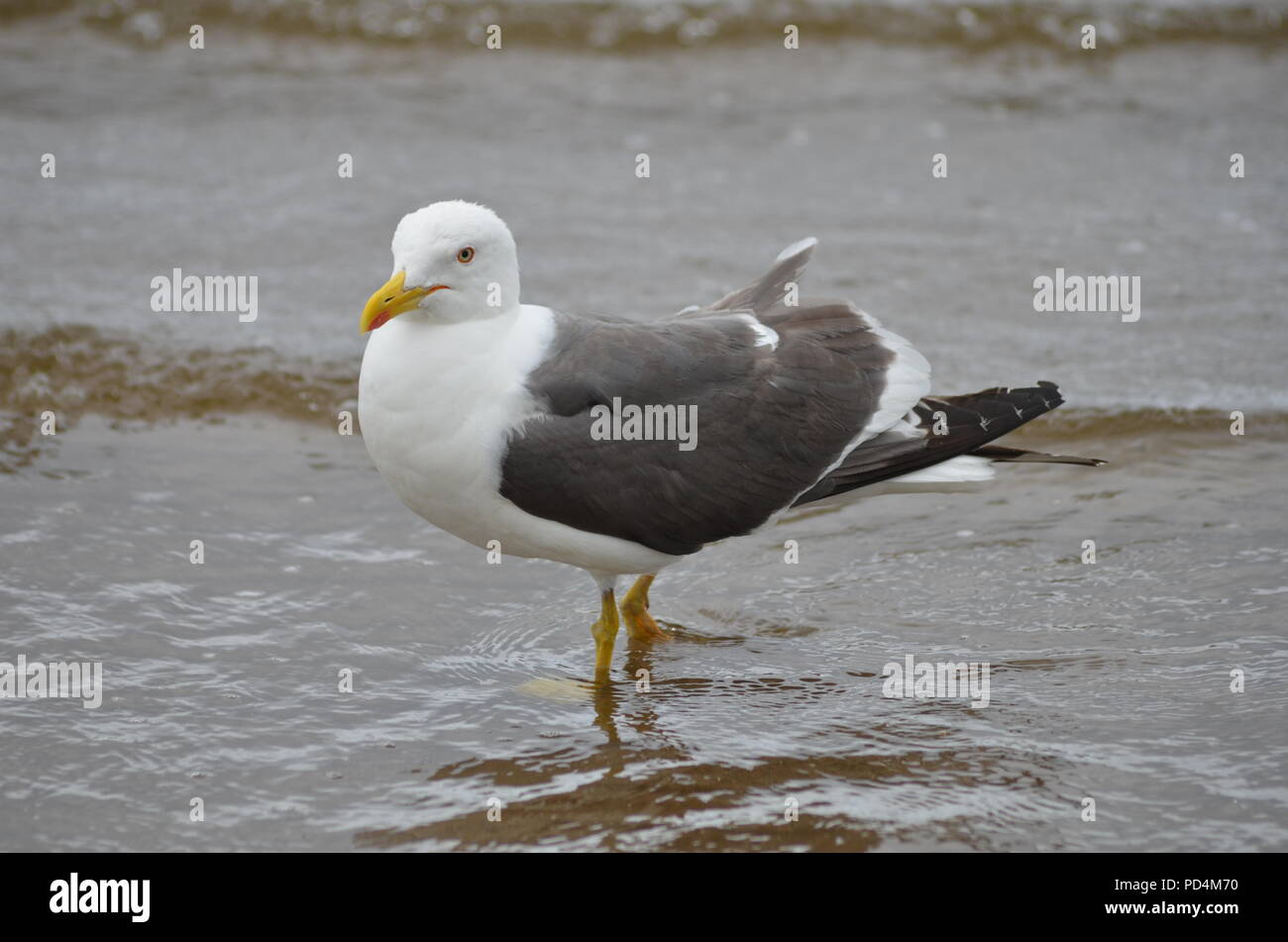 Gull looks at camera hi-res stock photography and images - Alamy