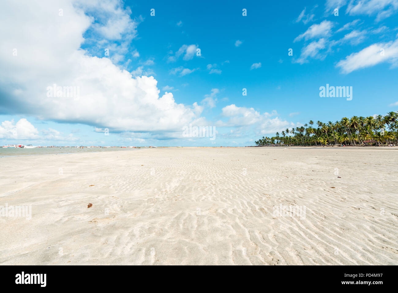 Paradise tropical Beach in Brazil, Carneiros Beach, Pernambuco Stock ...