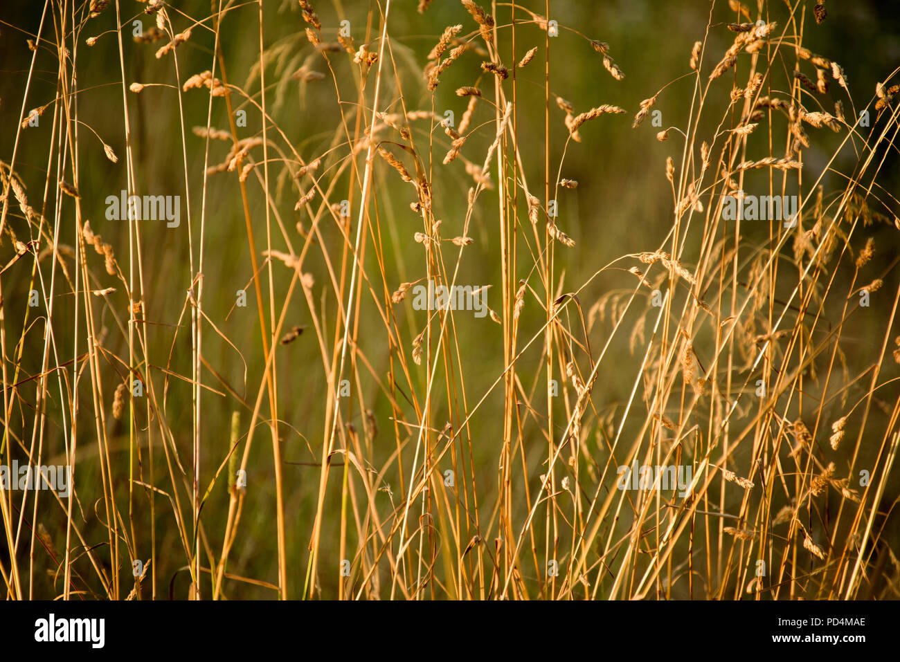 Wild Grass at sunset: Mixed natural grassland. Agricultural field and ...