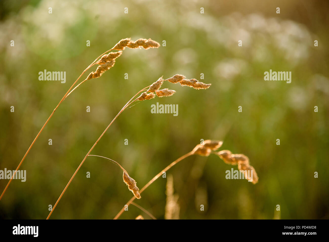 Wild grass meadow at sunset Stock Photo - Alamy