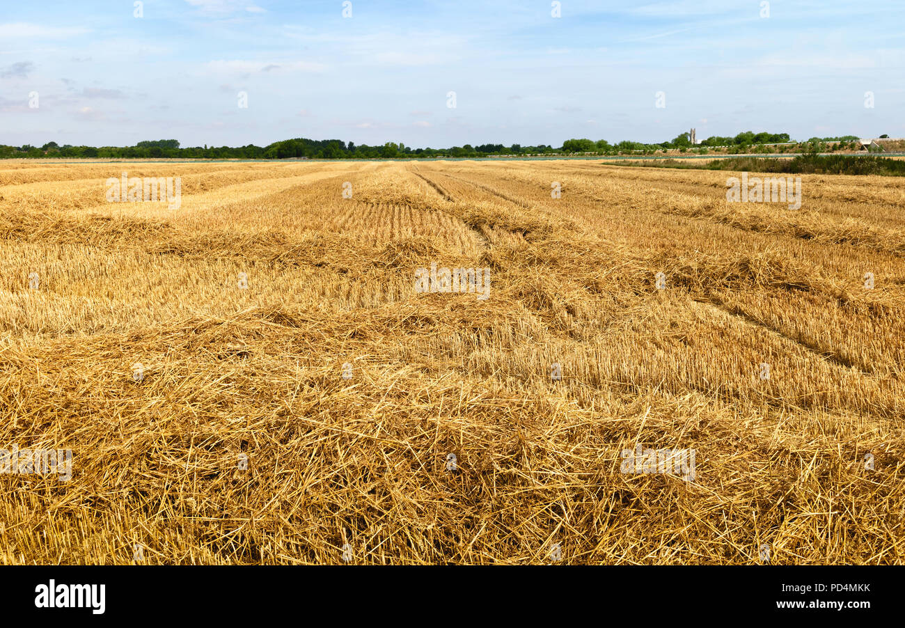 Threshing Wheat Stock Photos & Threshing Wheat Stock Images - Alamy