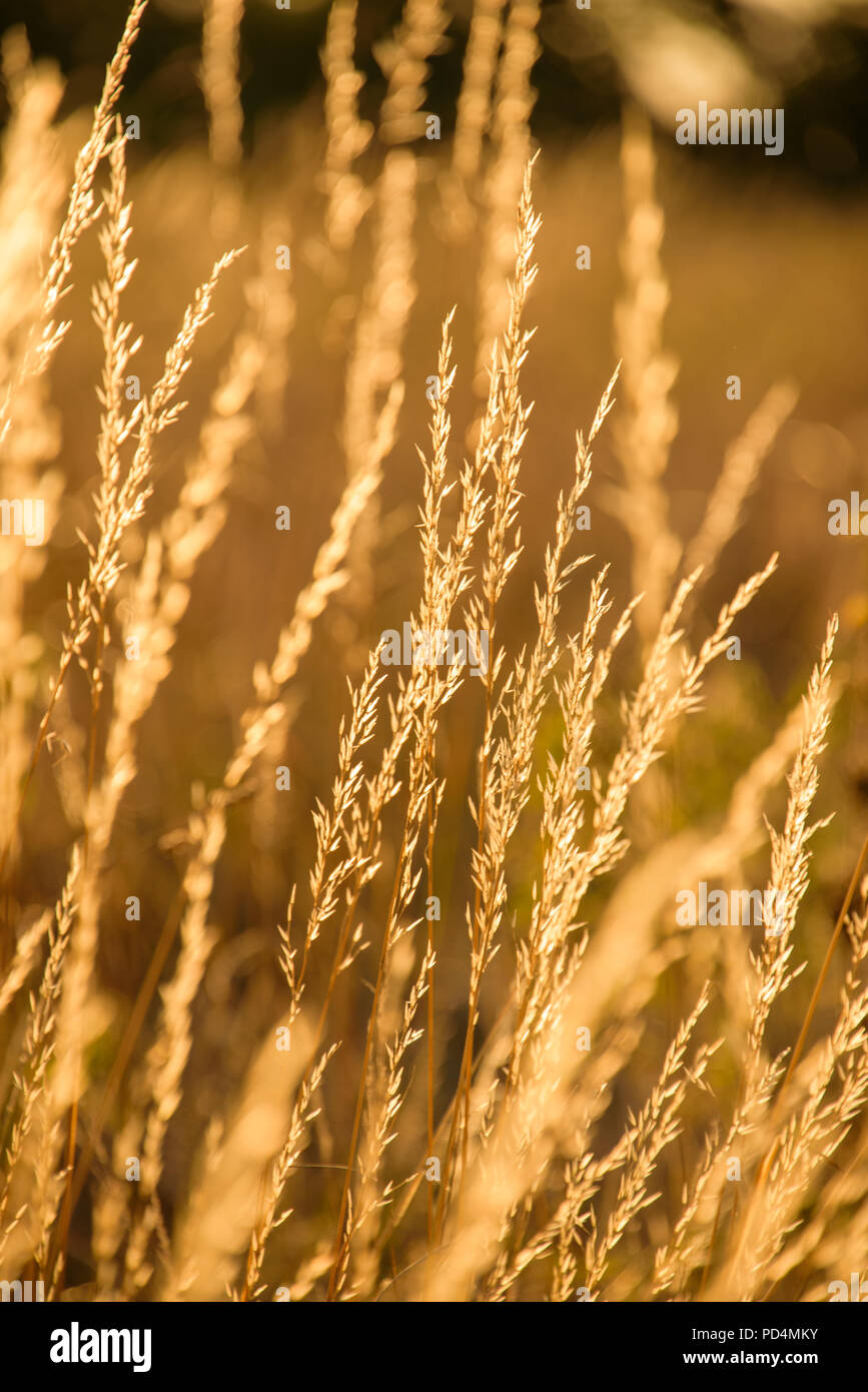 Wild grass meadow at sunset Stock Photo - Alamy