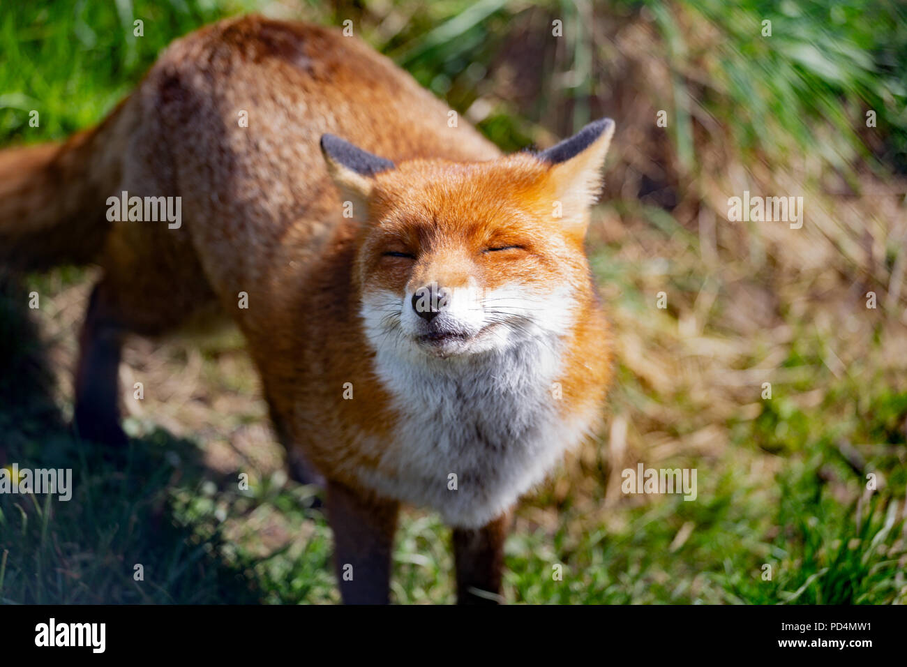 The Red Fox (Vulpes Vulpes) is the largest of the true fox. This fox ...