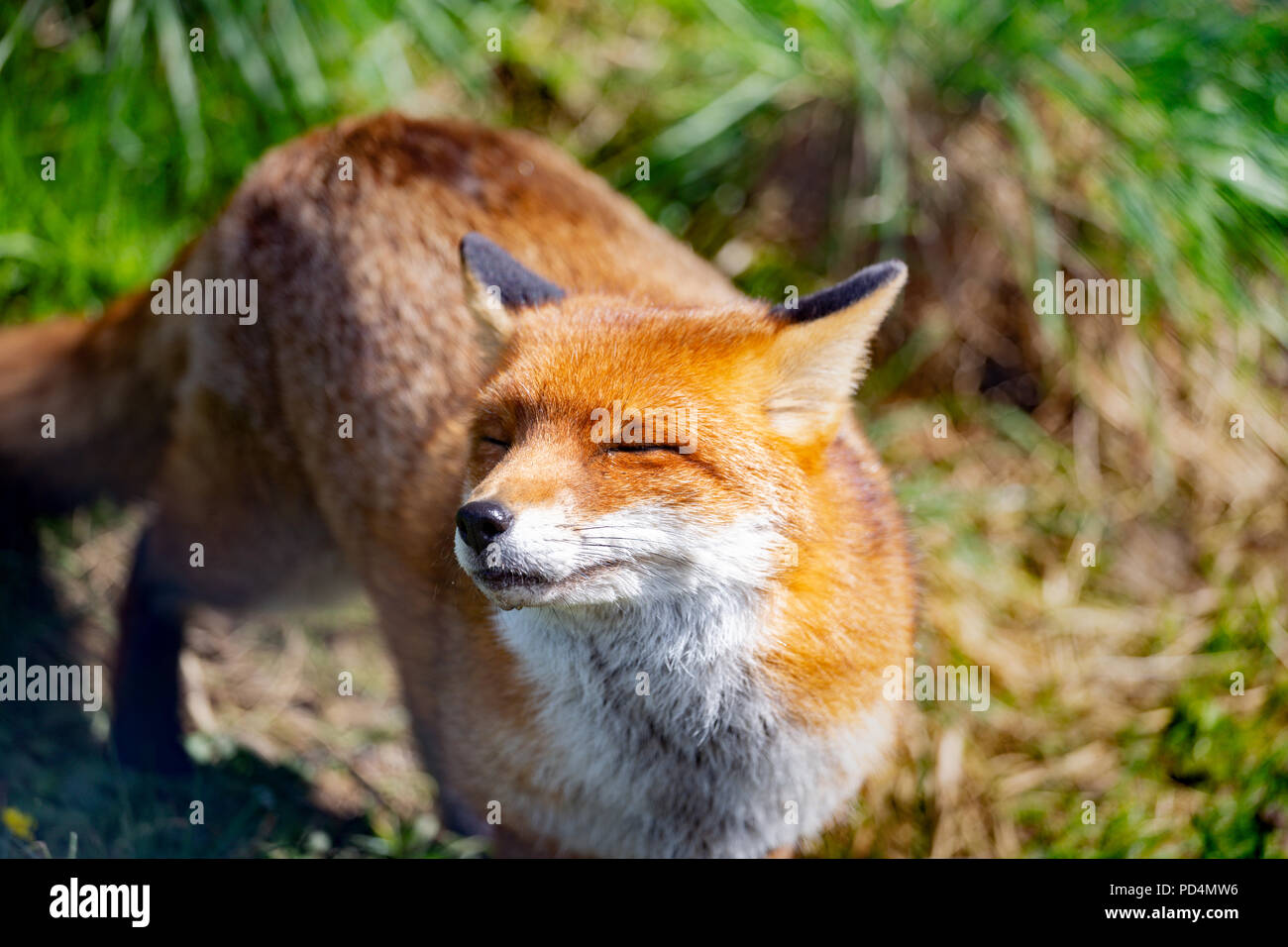 True fox hi-res stock photography and images - Alamy