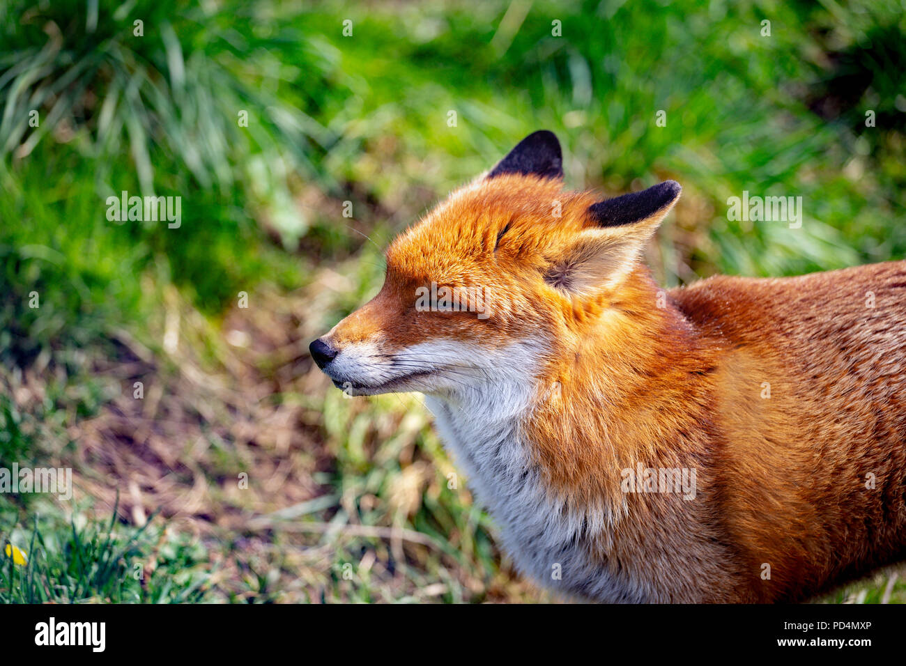 The Red Fox (Vulpes Vulpes) is the largest of the true fox. This fox ...