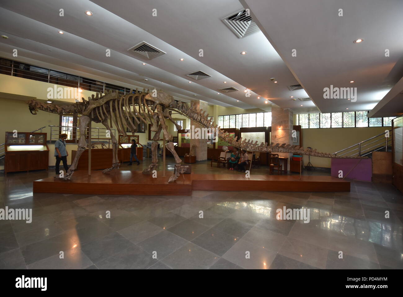 Fossilized Barapasaurus tagorei skeleton, Geology Museum, ISI, Kolkata ...