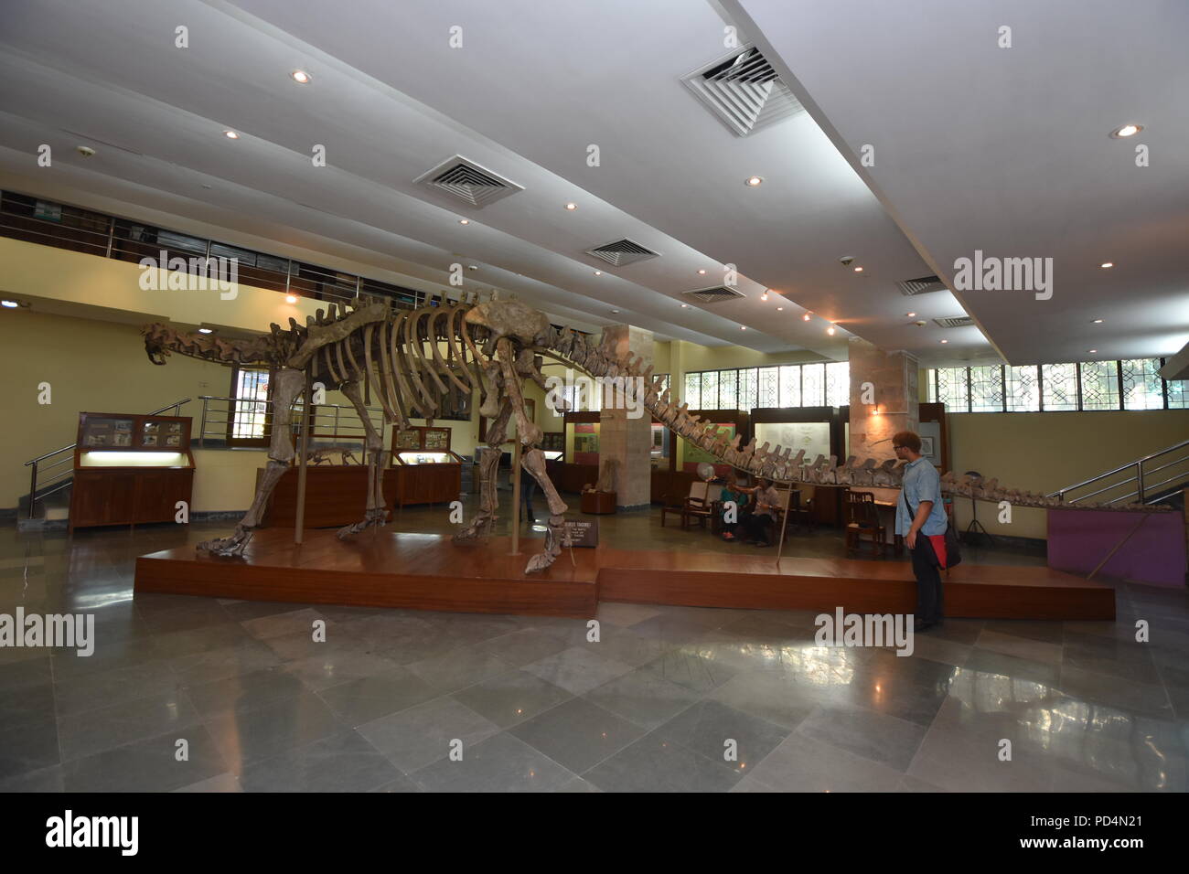 Fossilized Barapasaurus tagorei skeleton, Geology Museum, ISI, Kolkata ...