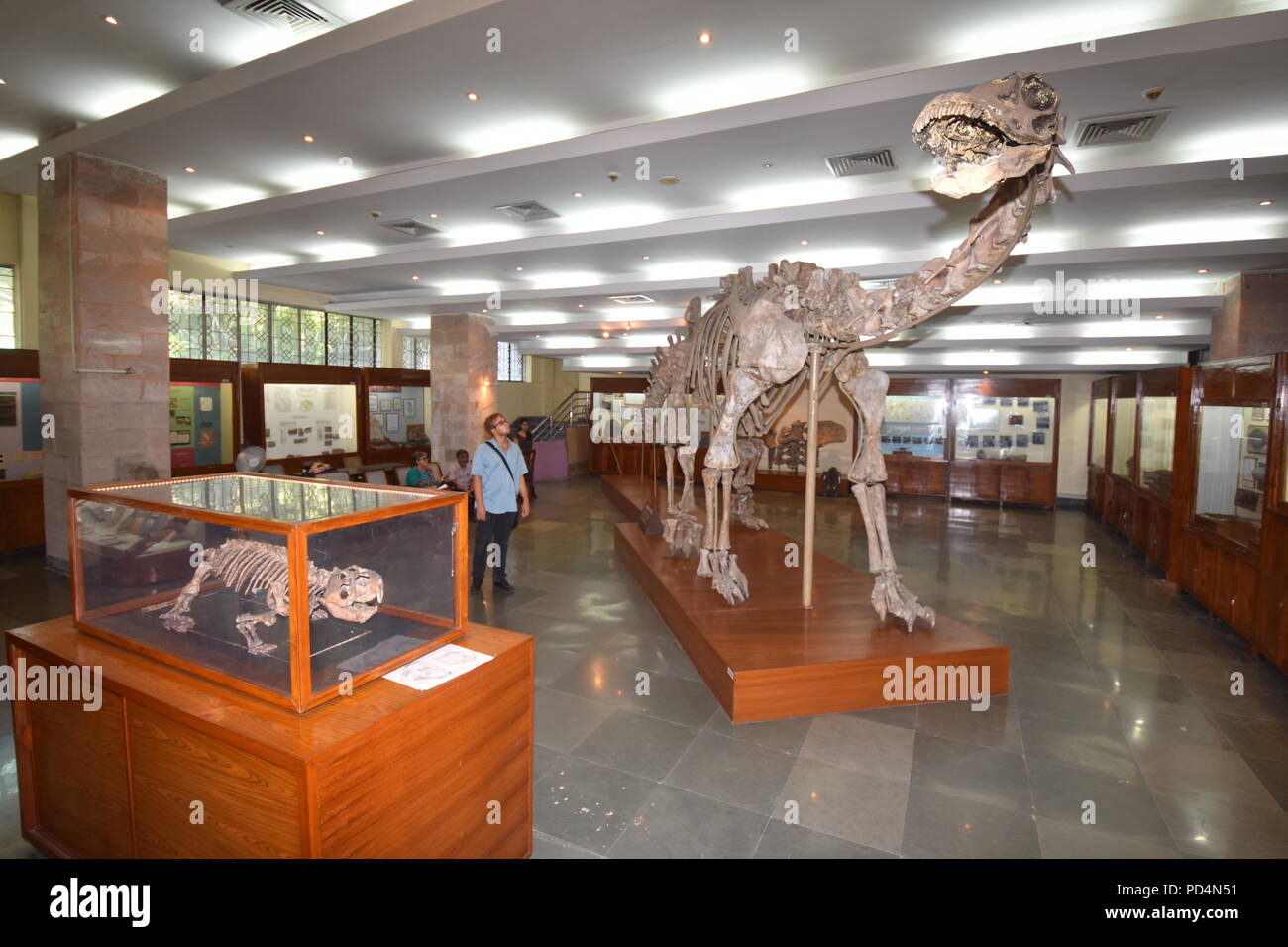 Fossilized Barapasaurus tagorei skeleton, Geology Museum, ISI, Kolkata ...