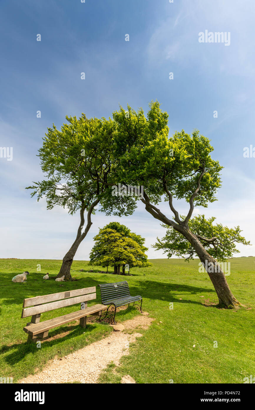 Wind swept trees hi-res stock photography and images - Alamy