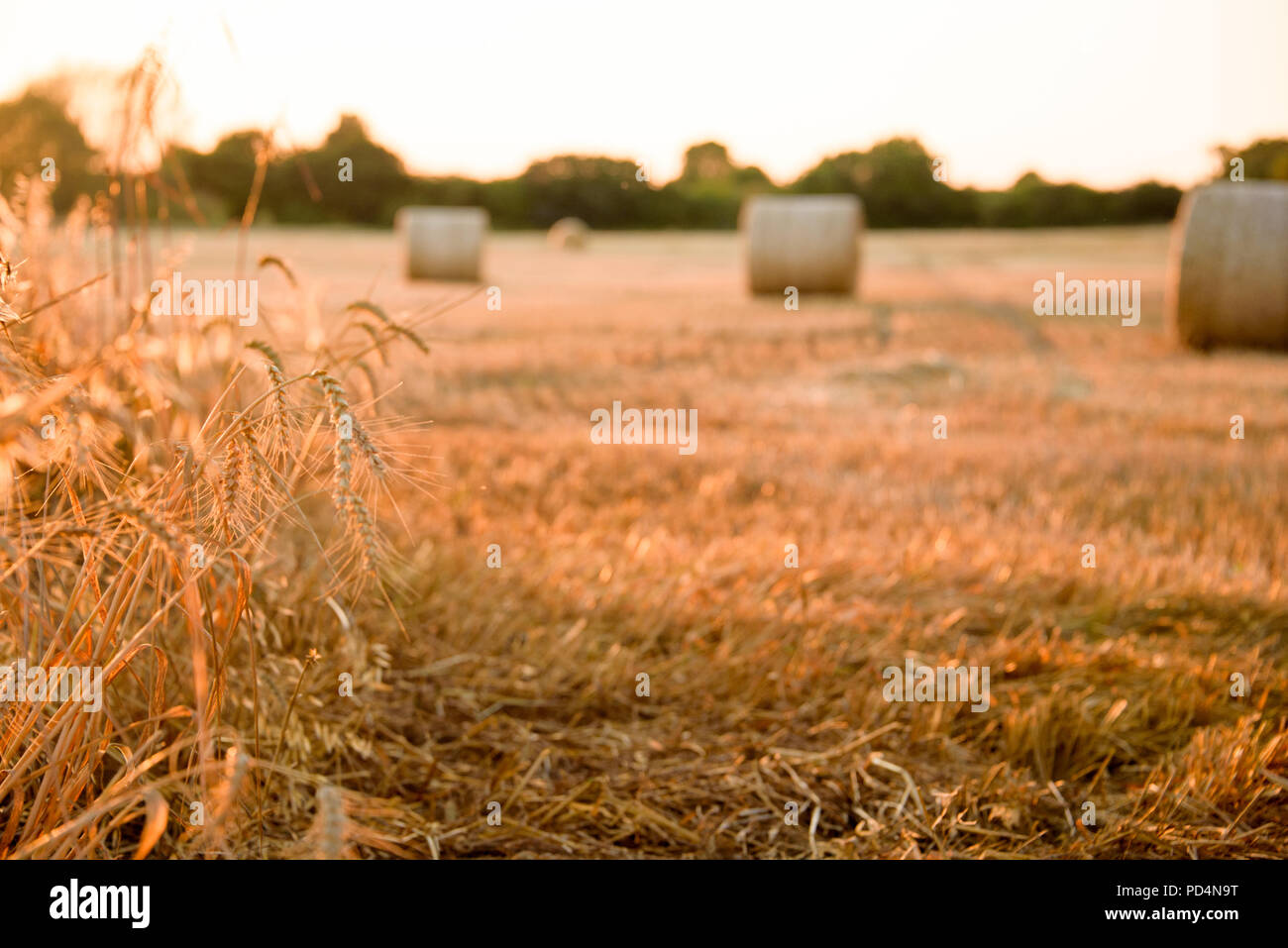 Bales of Hay at sunset Stock Photo - Alamy