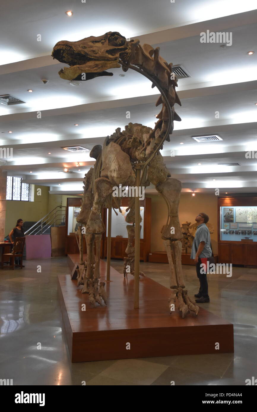 Barapasaurus Skeleton